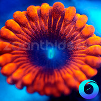 Zoanthids Identification Gallery – Page 2