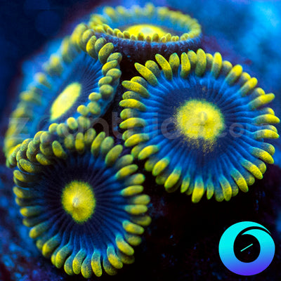 Zoanthids Identification Gallery – Page 2