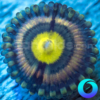 Zoanthids Identification Gallery – Page 2