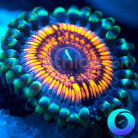 Zoanthids Identification Gallery – Page 2