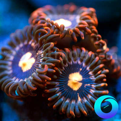 Zoanthids Identification Gallery – Page 2