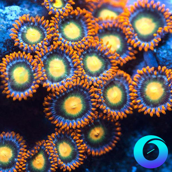 Fallen Kingdom Zoanthids
