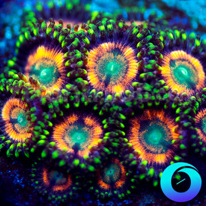 Zoanthids Identification Gallery – Page 2
