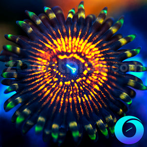 Zoanthids Identification Gallery – Page 2
