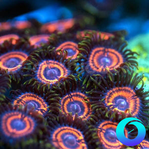 Zoanthids Identification Gallery – Page 2