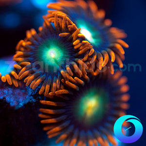 Zoanthids Identification Gallery – Page 3