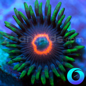 Zoanthids Identification Gallery – Page 3