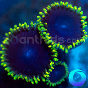 Zoanthids Identification Gallery – Page 3