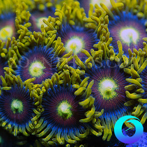 Zoanthids Identification Gallery – Page 3