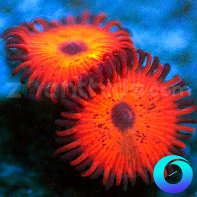 Zoanthids Identification Gallery – Page 3