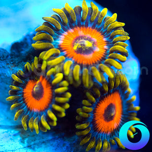 Zoanthids Identification Gallery – Page 3
