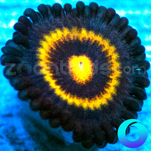 Zoanthids Identification Gallery – Page 3
