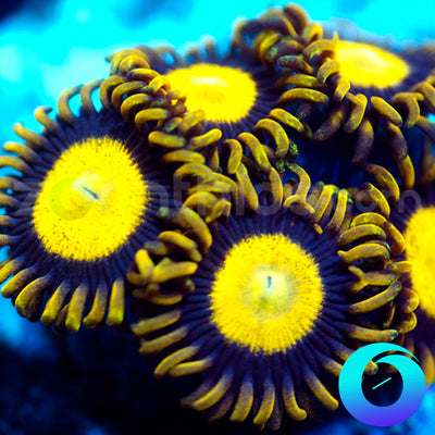 Zoanthids Identification Gallery – Page 3