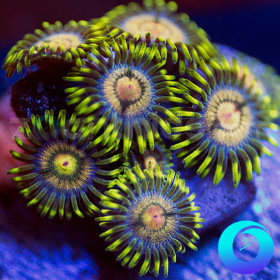 Zoanthids Identification Gallery – Page 4