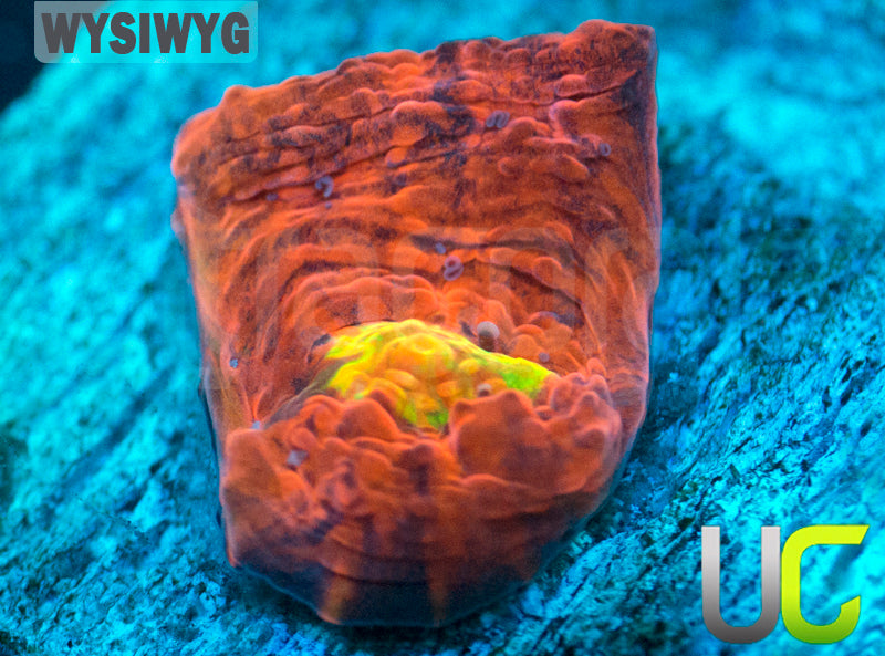 Pink B00bies Chalice