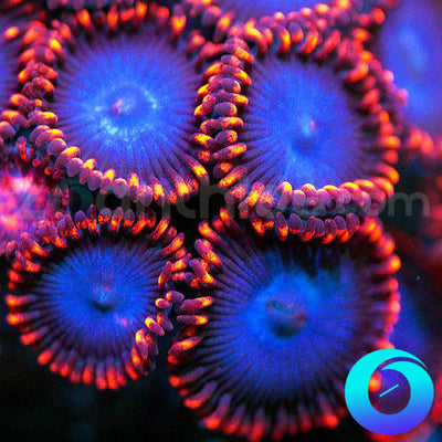 Zoanthids Identification Gallery – Page 5