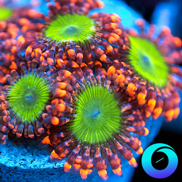 Summer Lovin Zoanthids