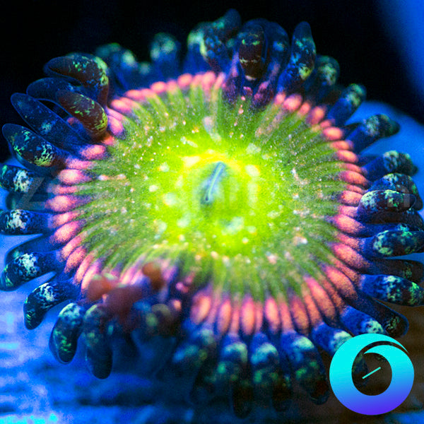 WWC Space Juice Zoanthids