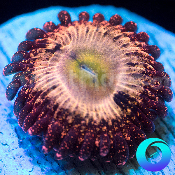 Wonka Vision Zoanthids