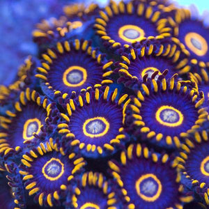 Zoanthids Identification Gallery