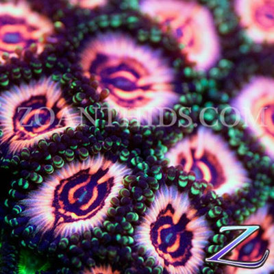 Zoanthids Identification Gallery – Page 3