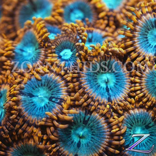 SuckUp Zoanthids